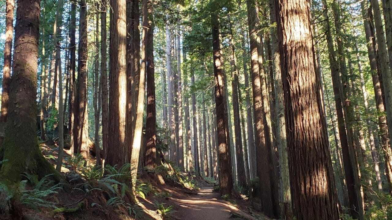 Decoder: When you can see the forest for the trees