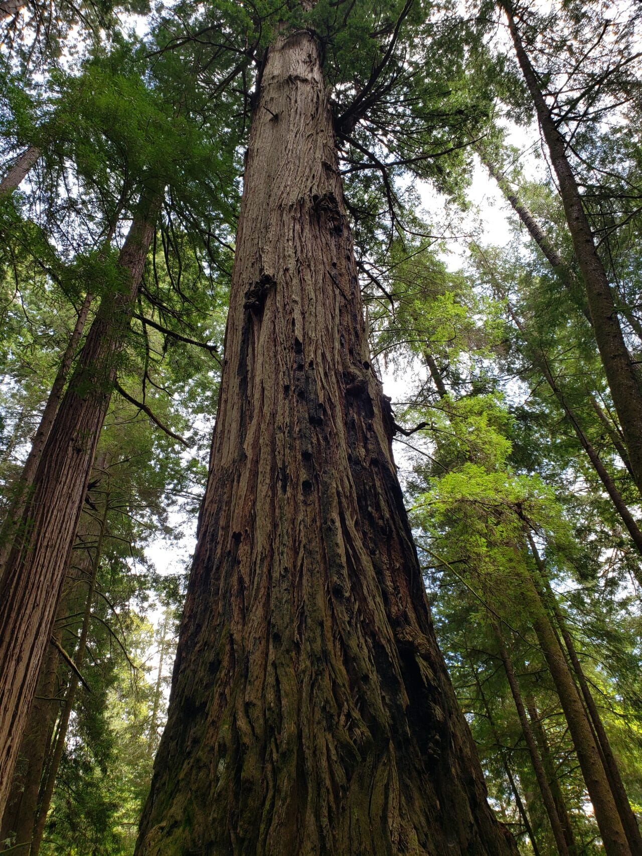 Decoder: When you can see the forest for the trees