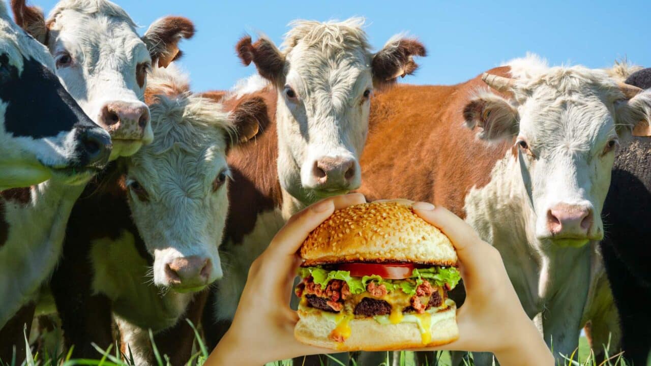 Do you see the cow you consume when you bite into a burger?