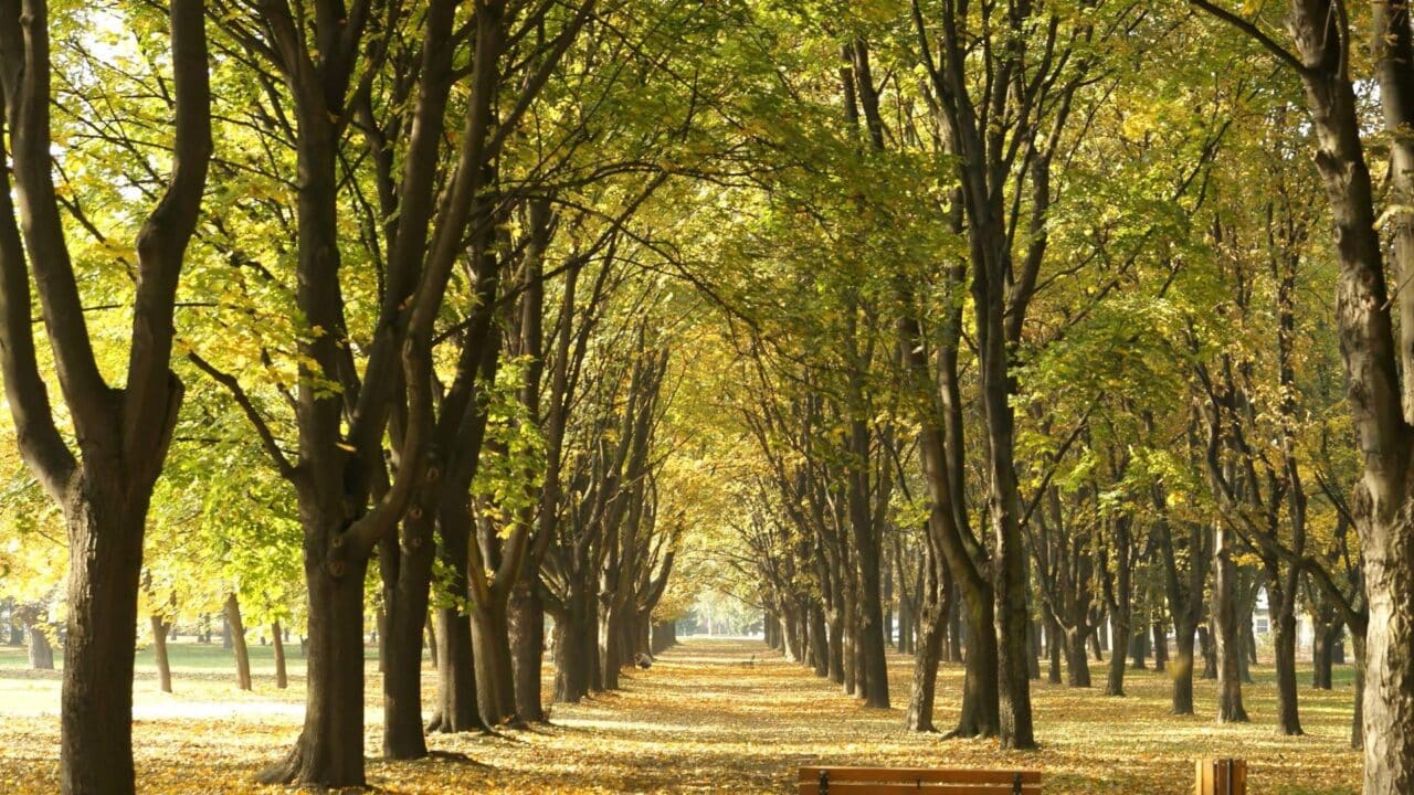 How one teen turned a school project into a paper plant